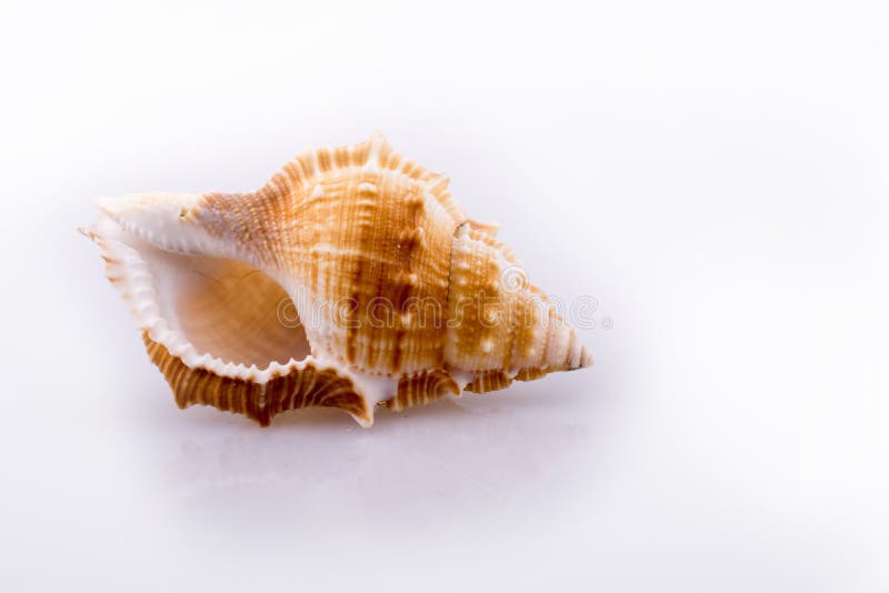 Beautiful sea shell stock photo. Image of aquatic, spiral - 122907260