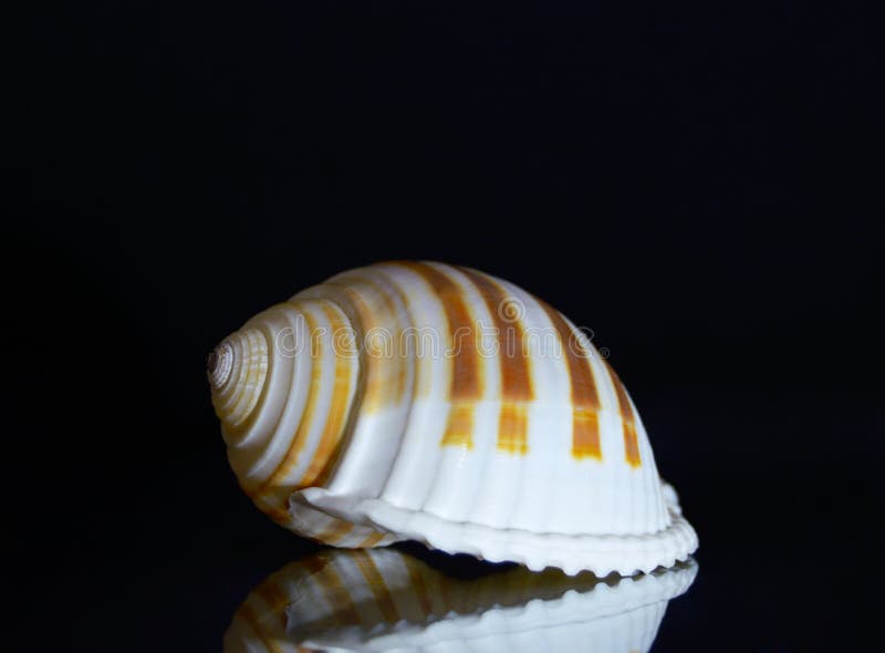 Beautiful Sea Shell on Black Background Stock Photo - Image of relax ...