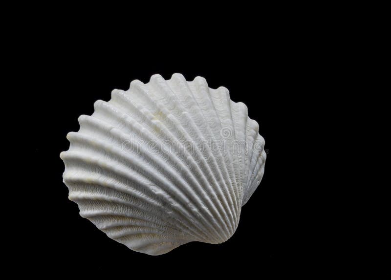 Beautiful Sea Shell on a Black Background Stock Photo - Image of ...