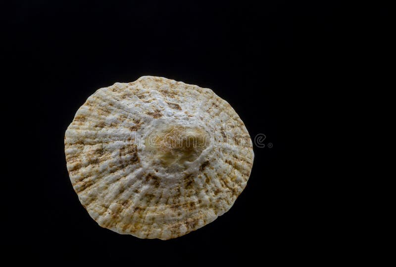 Beautiful Sea Shell on a Black Background Stock Photo - Image of ocean ...