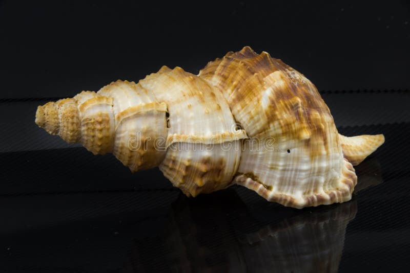 Beautiful Sea Shell on a Black Background Stock Photo - Image of ...