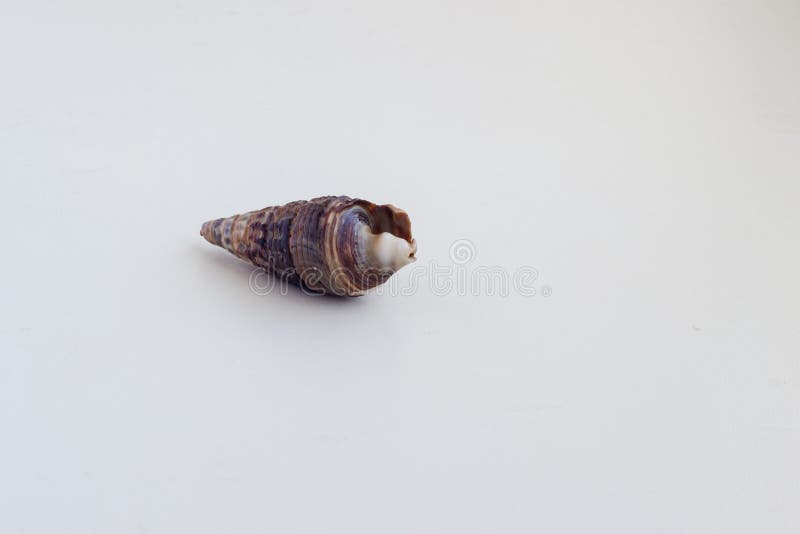 Beautiful Sea Shell Conus Geographus on a White Background Stock Image ...