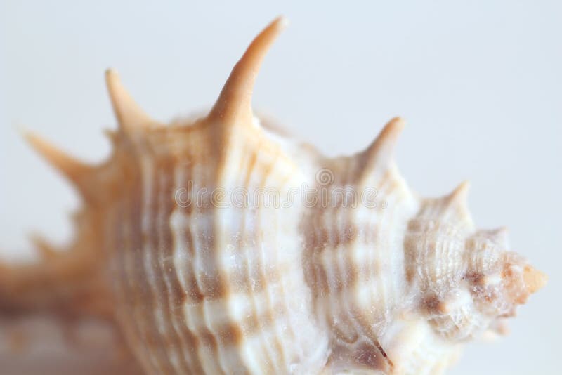 Beautiful Sea Shell Covered with Sea Salt. Structure. Macro. White ...
