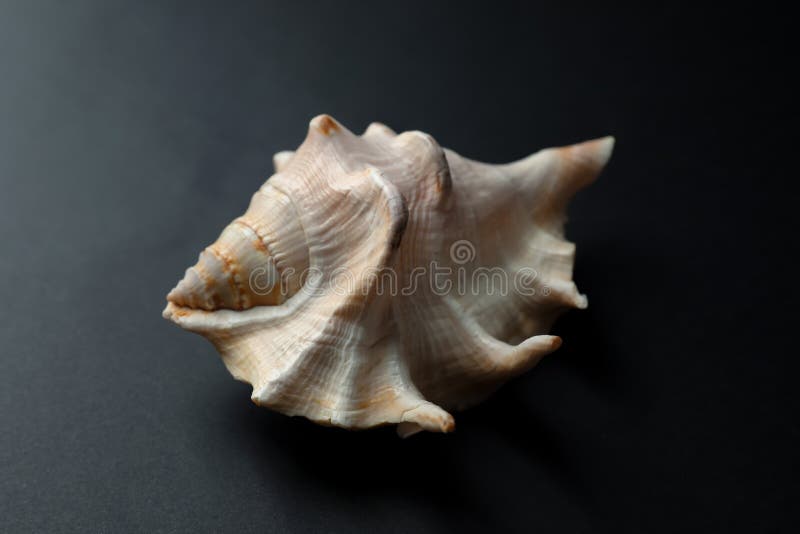 Beautiful Sea Shell on Dark Background Stock Image - Image of ...