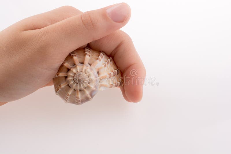 Beautiful sea shell stock image. Image of life, decoration - 145709981