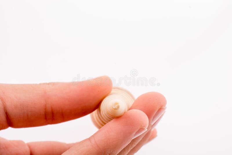 Beautiful sea shell stock image. Image of object, summer - 76732789