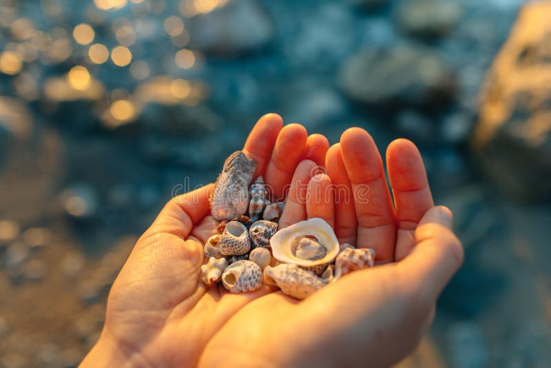 Sea shells in the hand. stock illustration. Illustration of animal ...
