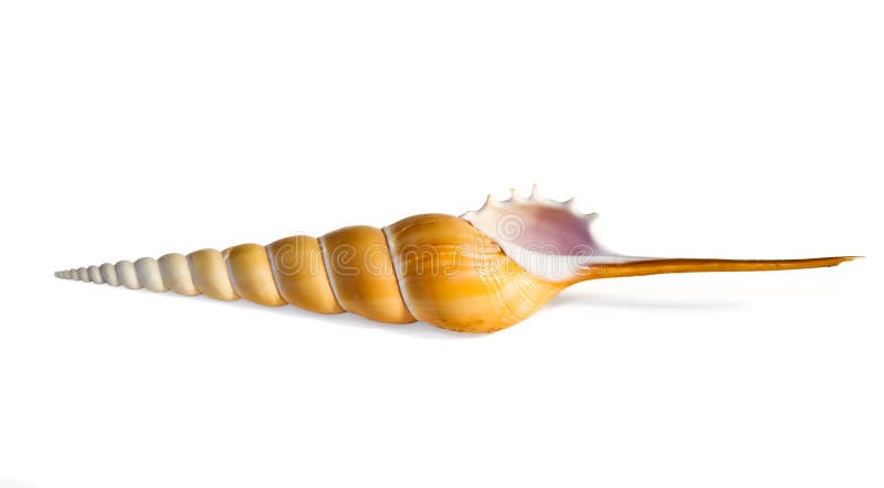 Radial Sea Shell Isolated stock image. Image of radial - 14164683