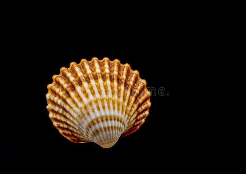 Beautiful Sea Shell on a Black Background Stock Image - Image of ...