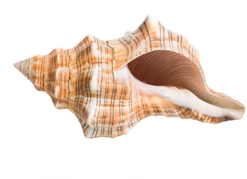 Single Beautiful Sea Shell Isolated Stock Photo - Image of lines ...