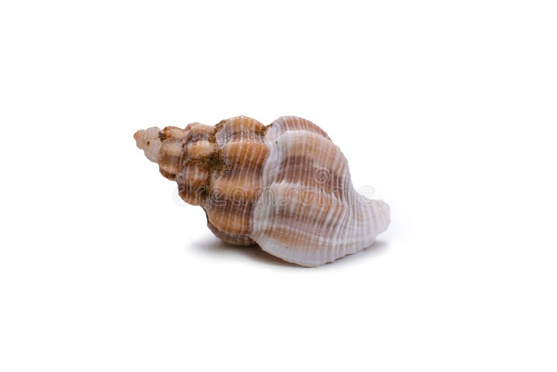 Beautiful sea shell stock image. Image of design, nature - 231655875