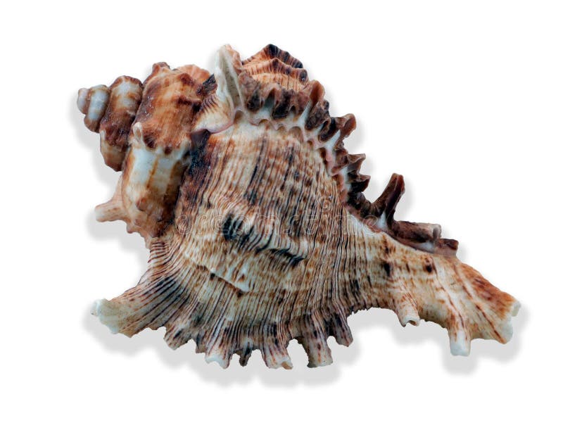 Beautiful Sea Shell Murex Isolated on White, Close-up, Design Element ...