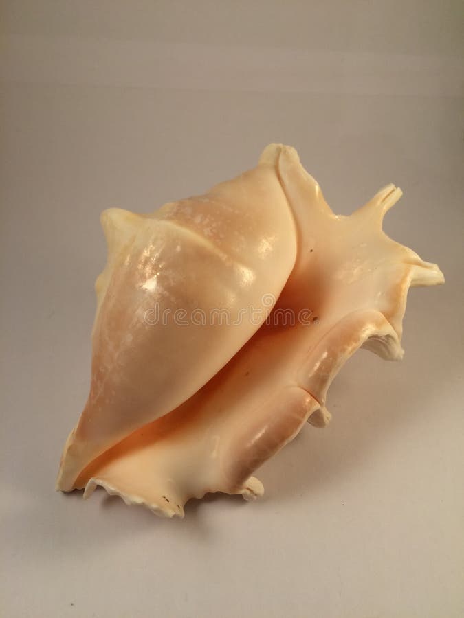 Beautiful sea shell stock photo. Image of decoration - 52526292