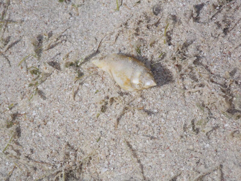 Beautiful Sea Shell from the Red Sea Stock Image - Image of ocean, wave ...