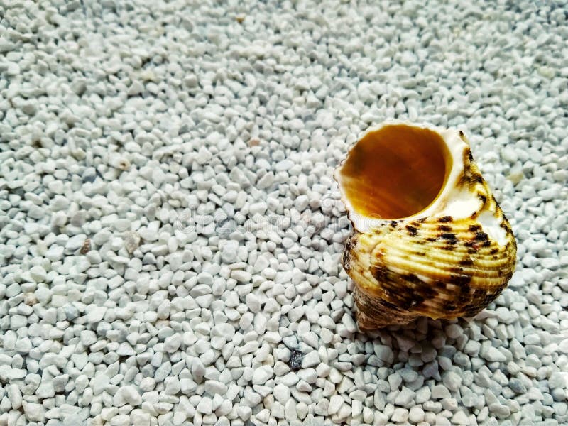 Beautiful Sea Shell on Small White Marble Chips Stock Photo - Image of ...