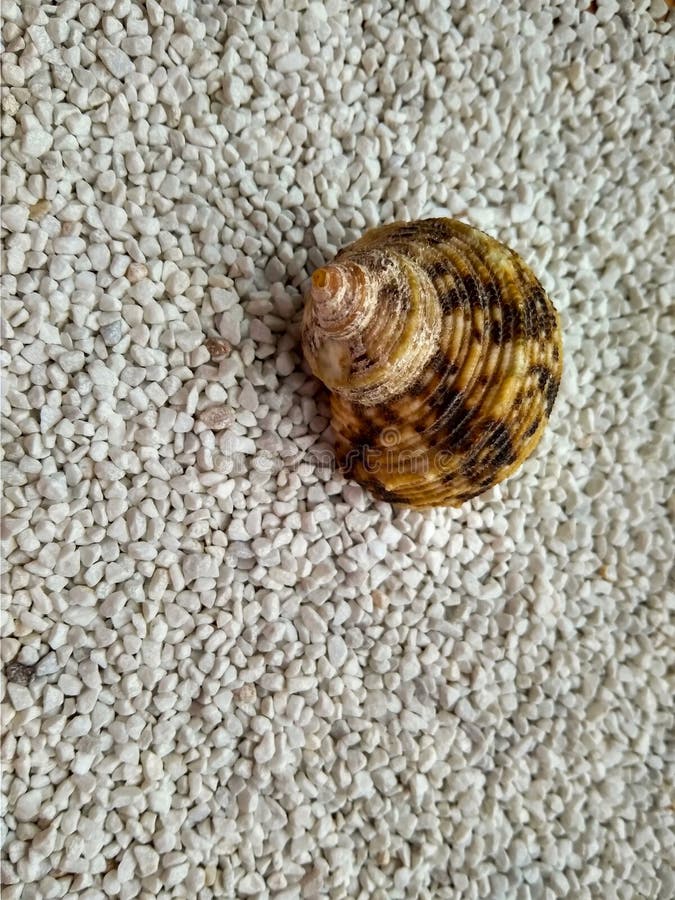 Beautiful Sea Shell on Small White Marble Chips Stock Photo - Image of ...