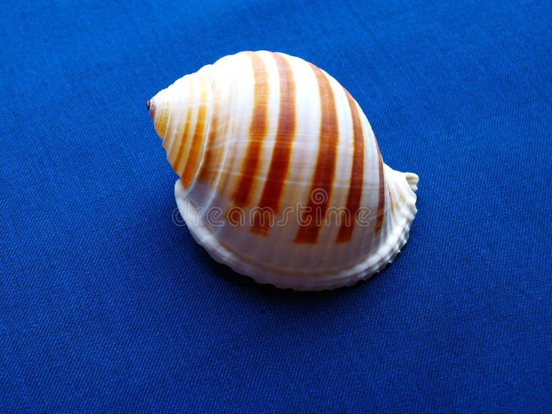 Beautiful Sea Shell Velvet Cloth Stock Photos - Free & Royalty-Free ...