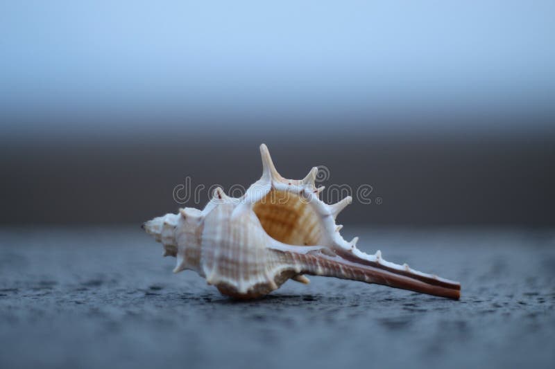 Beautiful Sea Shell by Wall Stock Image - Image of beautiful, seashell ...