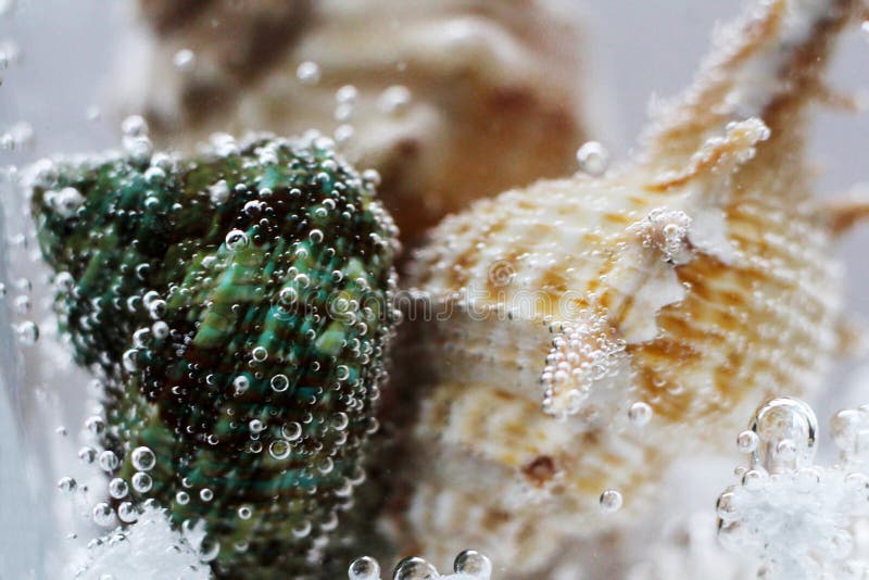 Beautiful Sea Shell in the Water with Bubbles Stock Photo - Image of ...