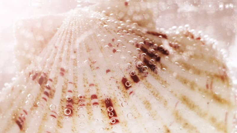 Beautiful Sea Shell in the Water with Bubbles Stock Photo - Image of ...