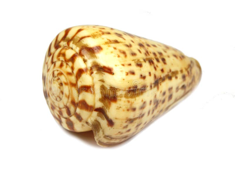 Beautiful Sea Shell on White Background Stock Photo - Image of seashore ...