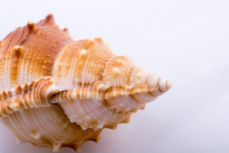 Beautiful sea shell stock image. Image of seashell, seashells - 144741141