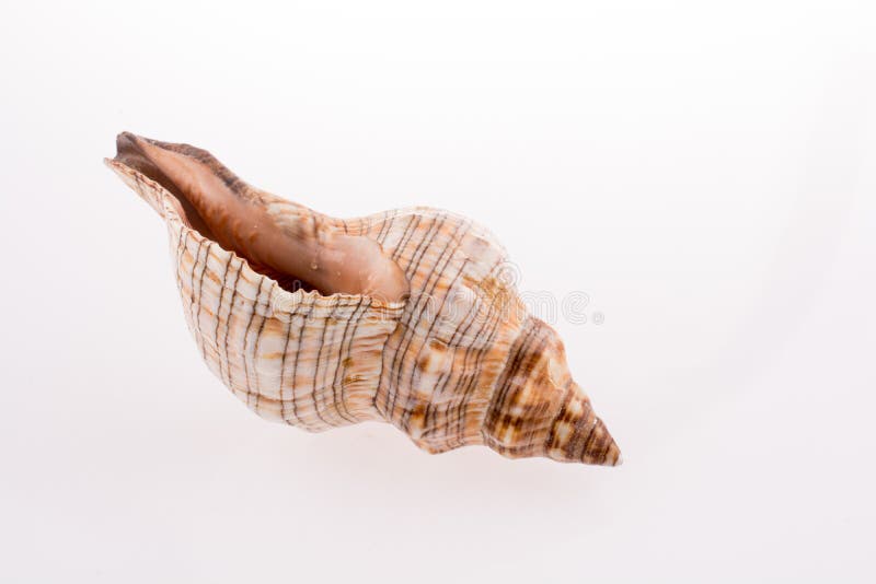 Beautiful sea shell stock image. Image of water, shape - 145818829