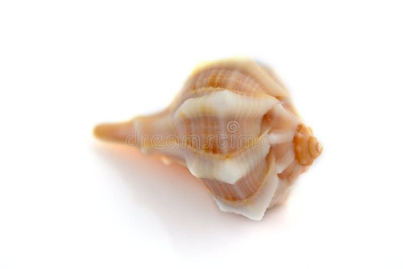 Beautiful Sea Shell on White Background 2 Stock Image - Image of summer ...
