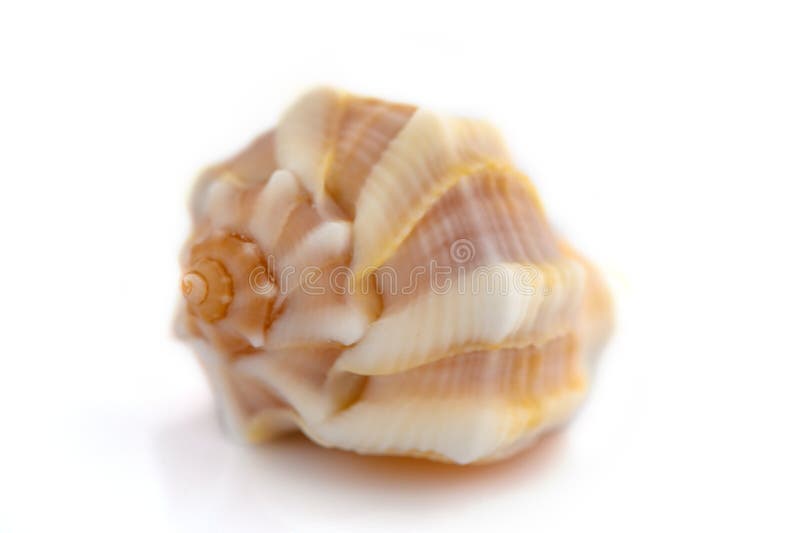 Beautiful Sea Shell on White Background 3 Stock Photo - Image of marin ...