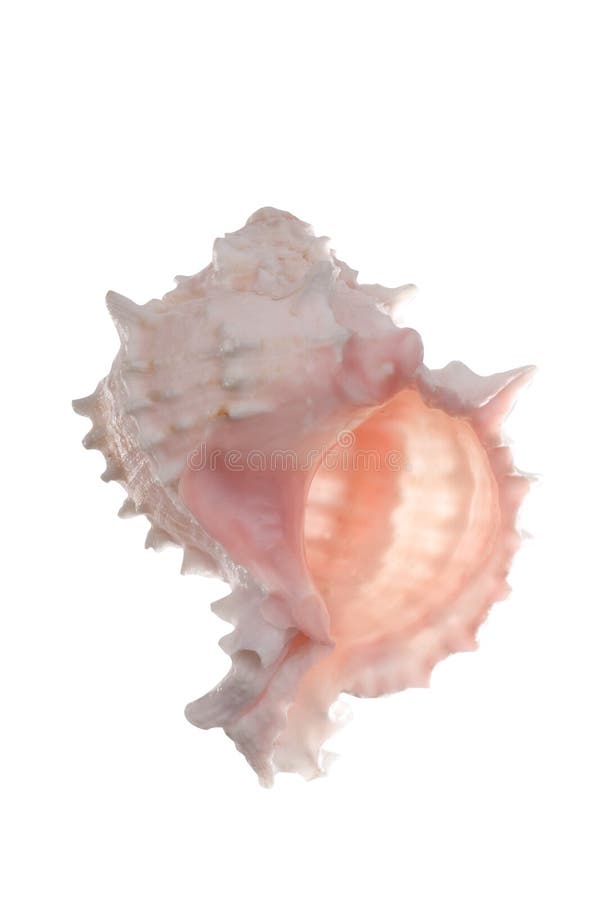 14,613 Pink Sea Shell Stock Photos - Free & Royalty-Free Stock Photos ...