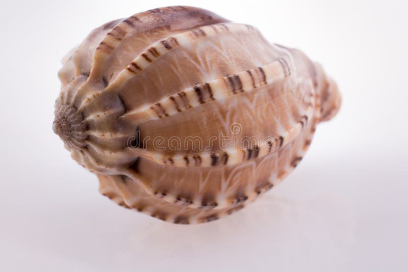 Beautiful sea shell stock photo. Image of animal, water - 75545362