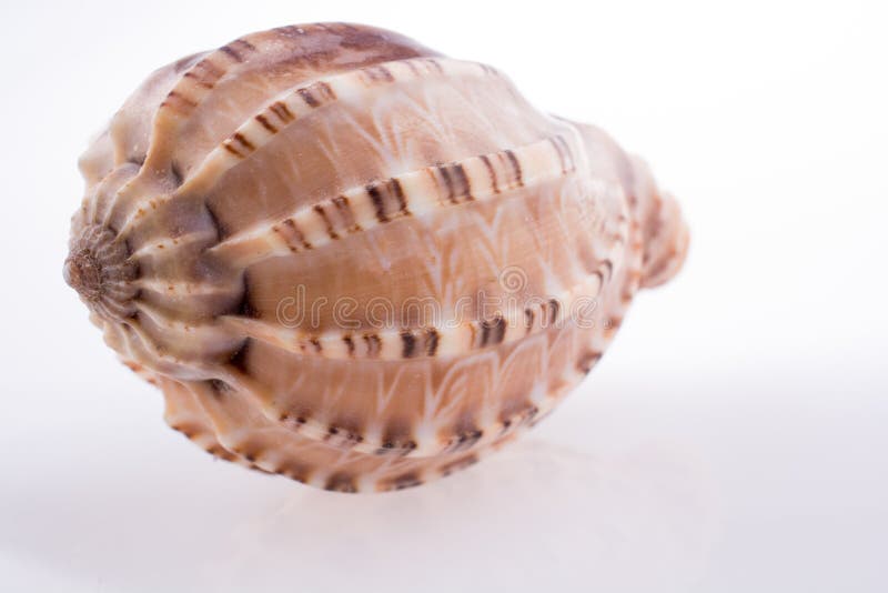 Beautiful sea shell stock image. Image of white, nature - 75545475