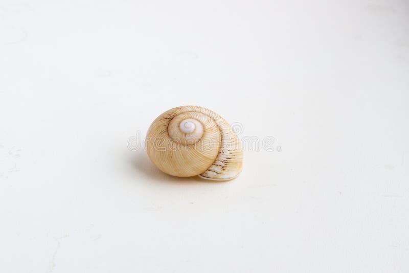 Beautiful Sea Shell on a White Background Stock Image - Image of ...
