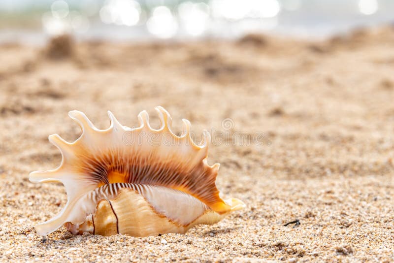 Beautiful Sea Shells on the Beach Lying on the Sand on a Sunny Day. Sea ...