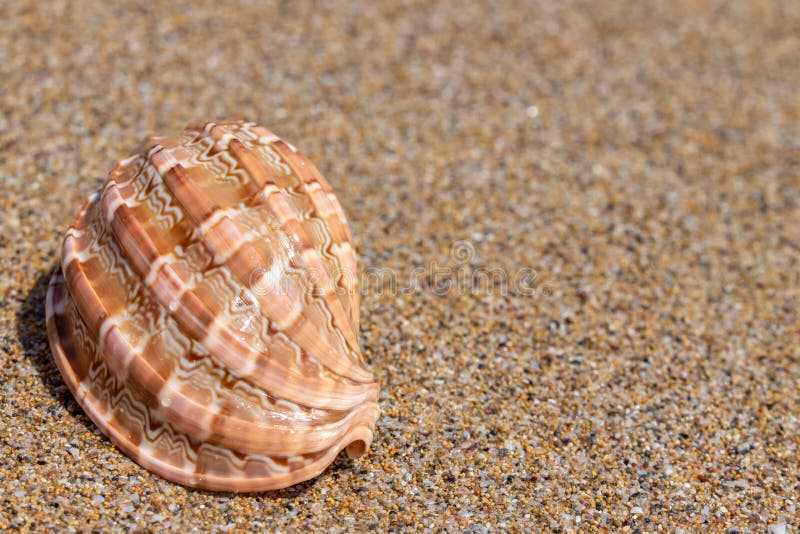 Beautiful Sea Shells on the Beach Lying on the Sand on a Sunny Day. Sea ...