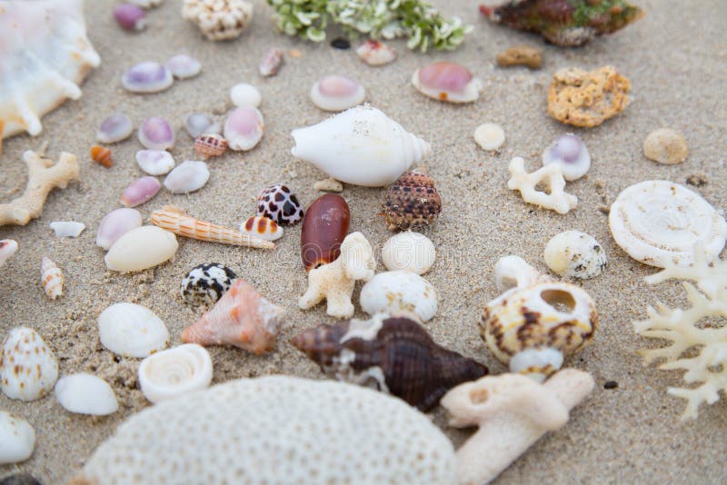 Beautiful sea shells. stock image. Image of coast, exotic - 45559783