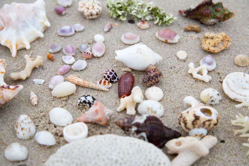 Beautiful sea shells. stock image. Image of coral, coast - 45559961