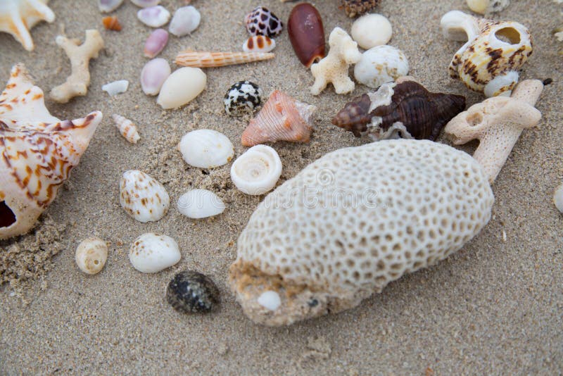Beautiful sea shells. stock photo. Image of nice, resort - 45561960