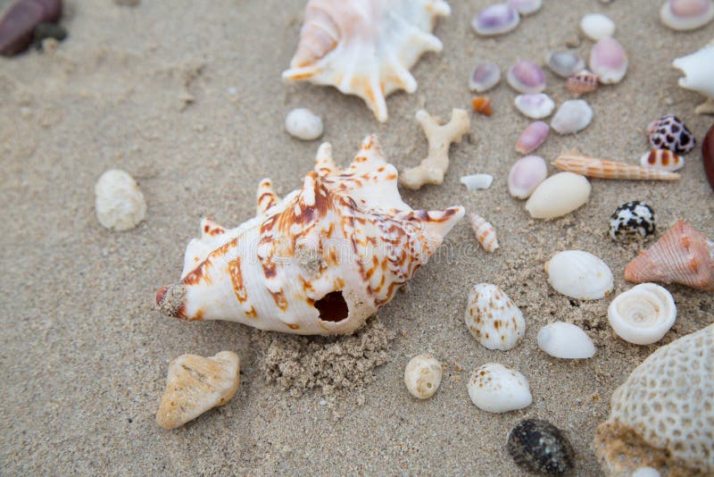 Beautiful sea shells. stock photo. Image of beach, collect - 45562022