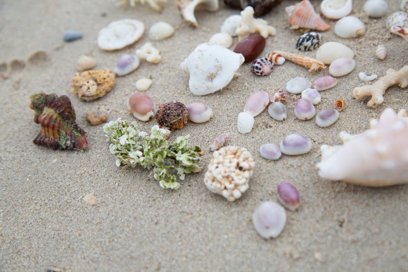 Beautiful sea shells. stock photo. Image of ocean, border - 45563498