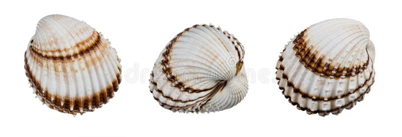 Beautiful Sea Shells of Common Cockle Isolated on a White Background ...