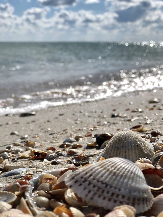 Beautiful Shells and Sea in the Background Clouds Stock Image - Image ...
