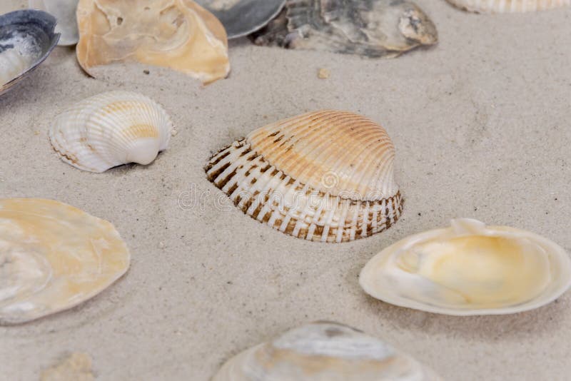 Beautiful Sea Shells Lie on the White Sand on the Beach. Stock Photo ...