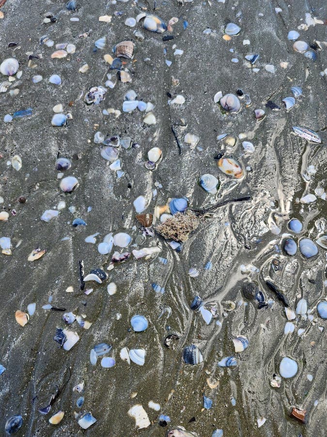 Beautiful Sea Shells on the Seashore. Stock Photo - Image of shells ...