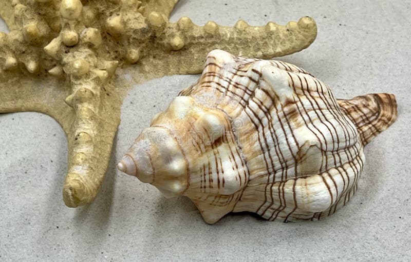 Beautiful Sea Snails, Organisms are Fundamental in Marine Ecosystems ...