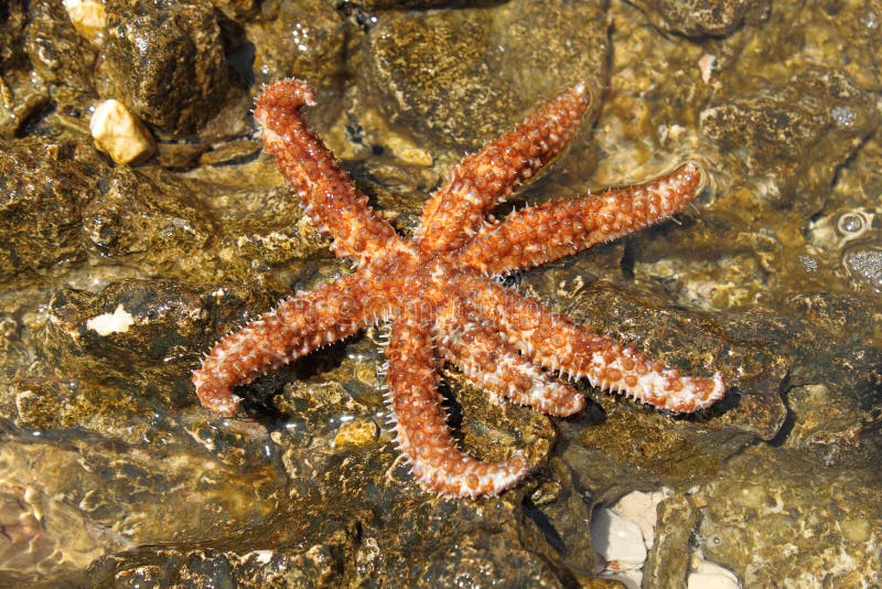 Beautiful sea star stock photo. Image of rock, fish, seastar - 15372982