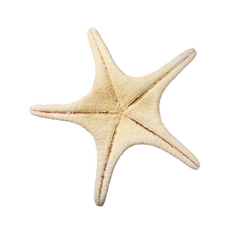 Beautiful Sea Star Isolated on White. Beach Object Stock Photo - Image ...