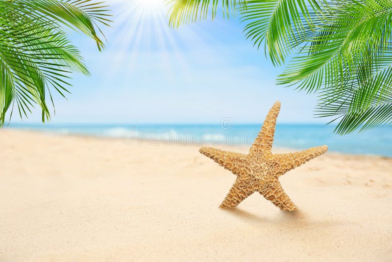 Beautiful Sea Star on Sandy Beach. Space for Text Stock Image - Image ...