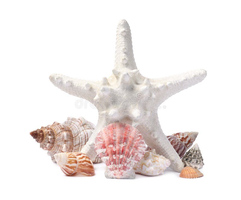 Beautiful Sea Star and Seashells on White Background Stock Image ...