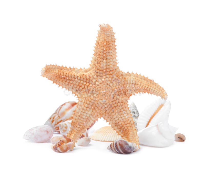 Beautiful Sea Star and Seashells on White Background Stock Image ...
